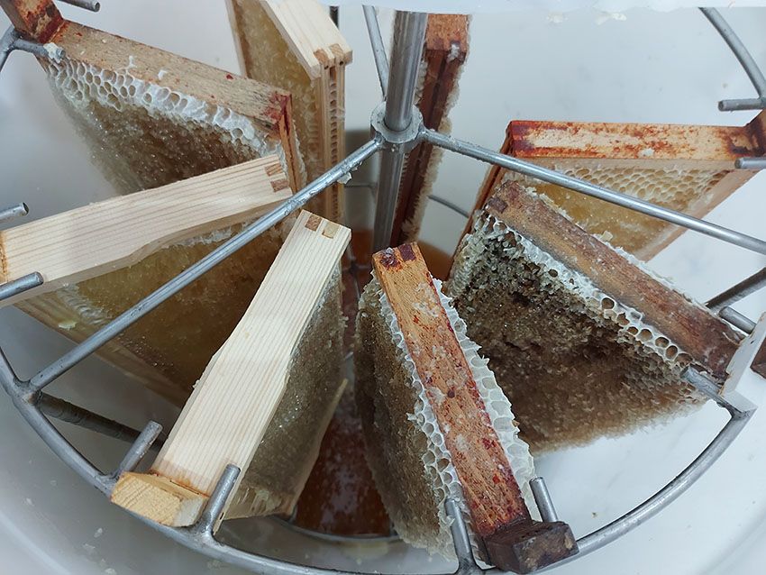 Tenacious wee bees – Tenacious wee bees